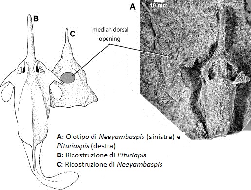Chordata ~ Dunia Hewan