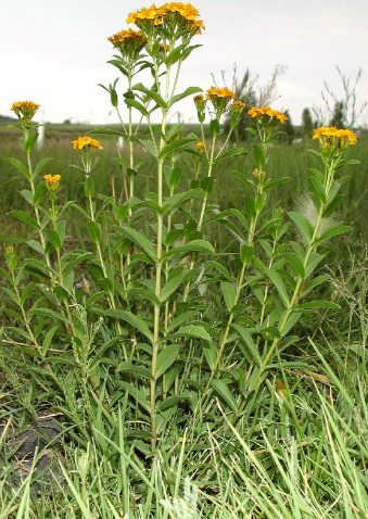 El pericón y su propiedades curativas-remedios ancestrales-ilmk ...