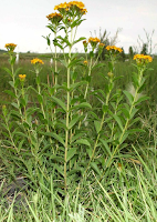 El pericón y su propiedades curativas-remedios ancestrales-ilmk ...