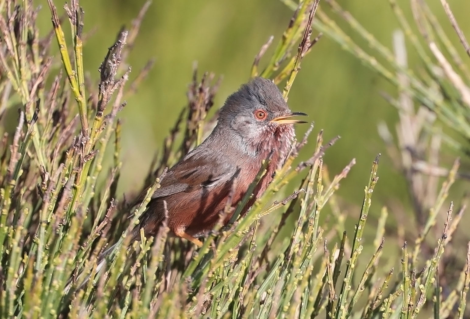 PLODDINGBIRDER: Dartford Warbler!