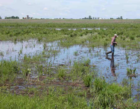 The Monitoring Well: Wetlands in Agriculture - Swampbuster