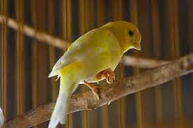 Diseases Of The Foot Of The Canaries | All About Canaries Bird
