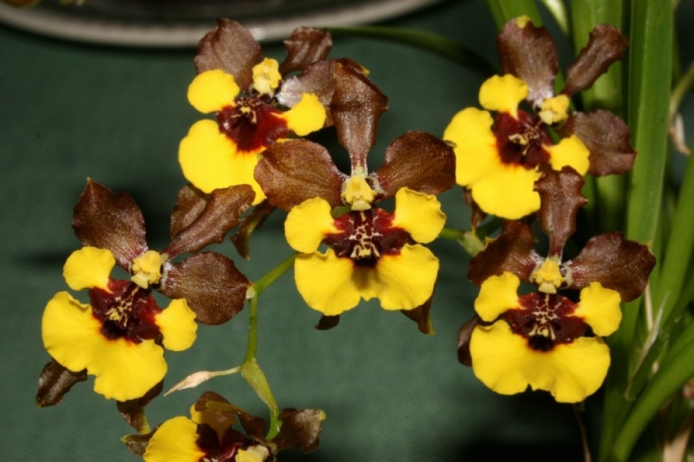 Grow and care Oncidium croesus orchid - The Rich Blooming Oncidium ...