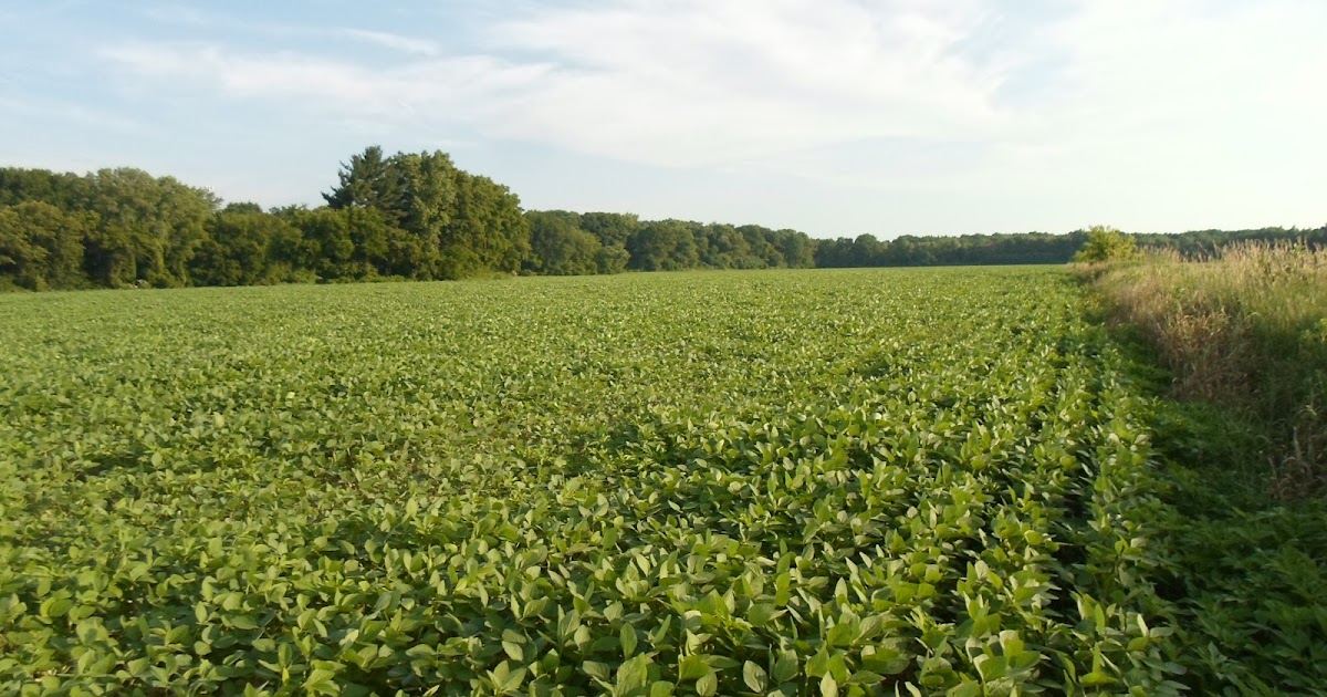 The Perennial Agriculturalist: walking beans ( well...a bean field anyway )