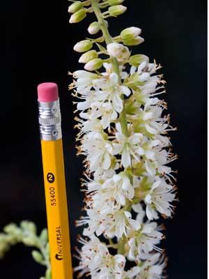 Summersweet or Clethra Vanilla Spice is Clethra alnifolia - new ...