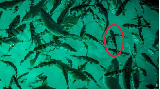 Swimming with the Fish at Looc Fish Sanctuary Romblon ~ Travel Pinas Islas