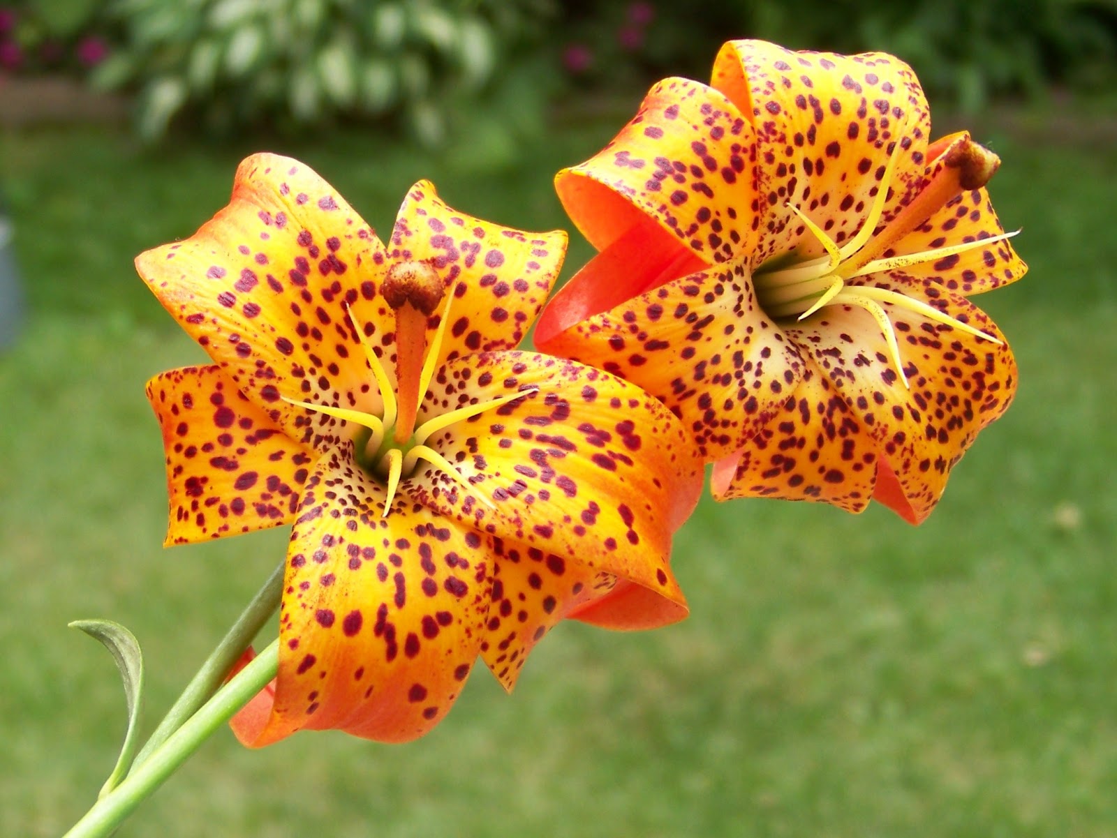 Тавифа: "Wild Lilies".