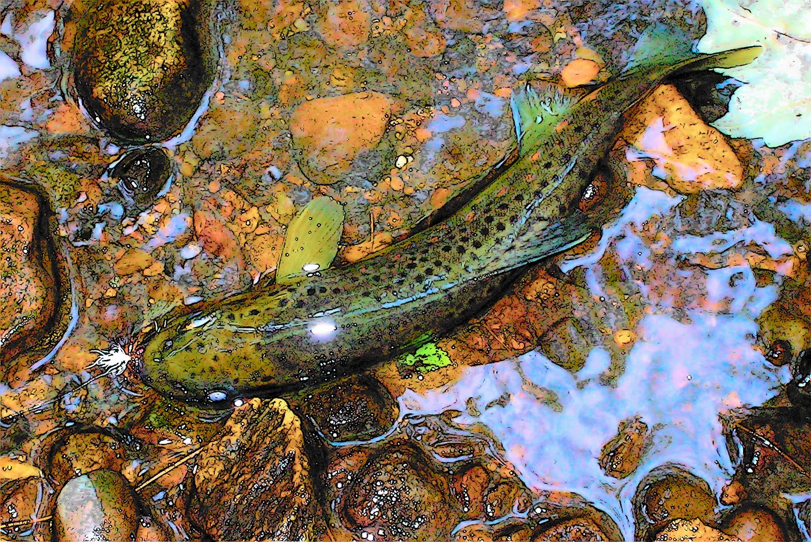 Small Stream Reflections: Brown Trout