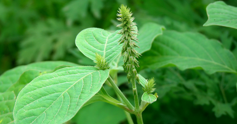 Chirchita ke Rogon mein Anubhut Prayog | चिरचिटा के रोगों में अनुभूत ...