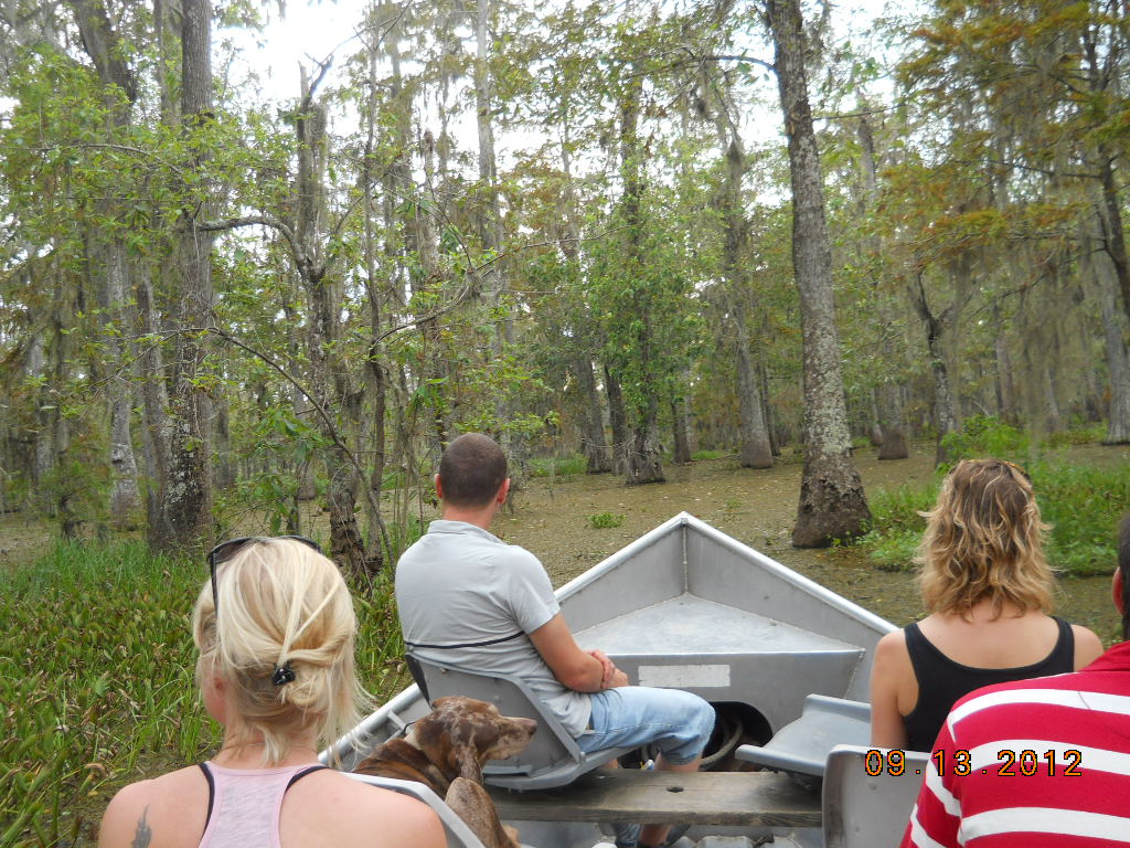 Louisiana Swamp Tours: Bald Eagles on Louisiana Swamp Tours