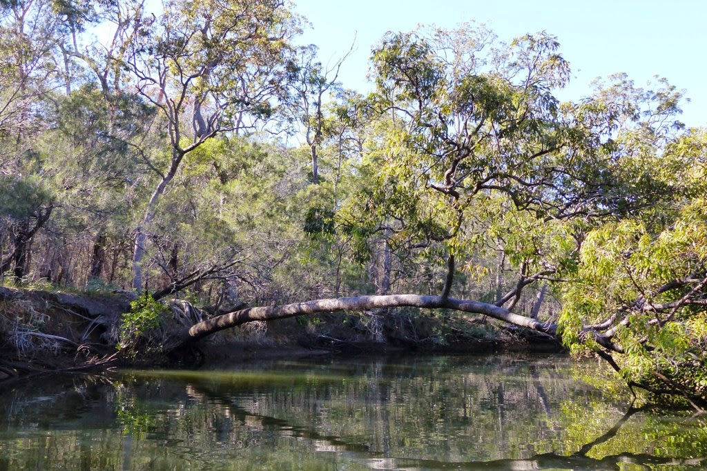 National Park Odyssey: Mooloolah River National Park, Mooloolah River ...