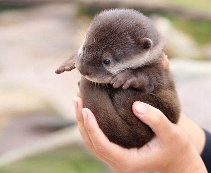 20 Gambar Anak Haiwan Yang Tersangat Comel Lagi Cute