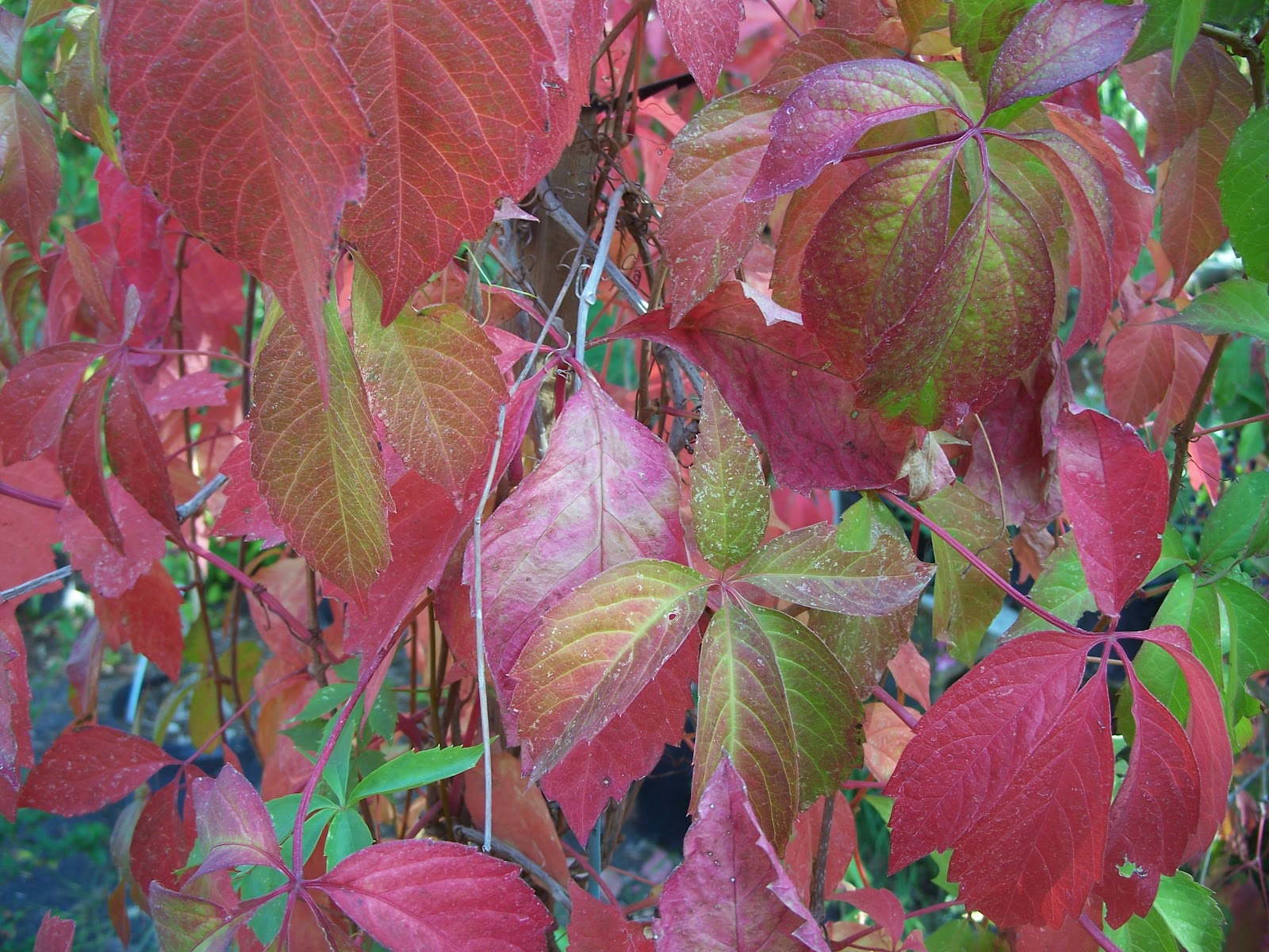 Virginia Creeper