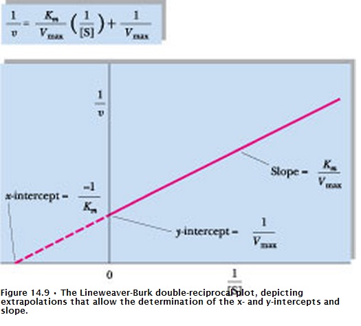 Next Biotechnology News | eBio World: Kinetics of Enzyme-Catalyzed ...