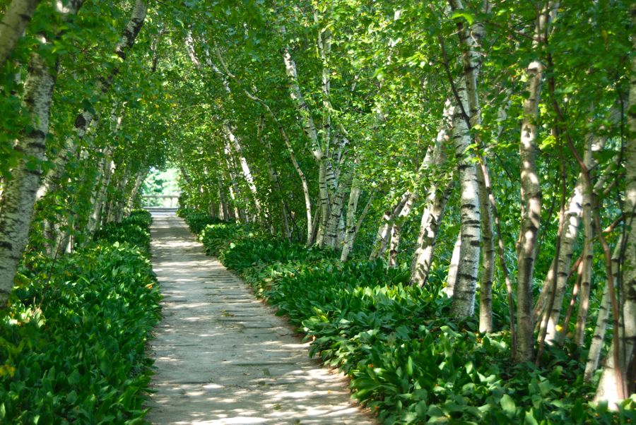 Wife, Mother, Gardener: Birch Allee at Stan Hywet Hall & Gardens