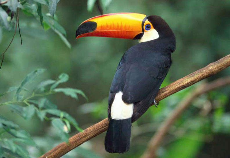 Lä Naturaleza Agustina: Los Animales (El Tucan)