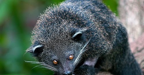 Un animal que huele a palomitas de maíz con mantequilla