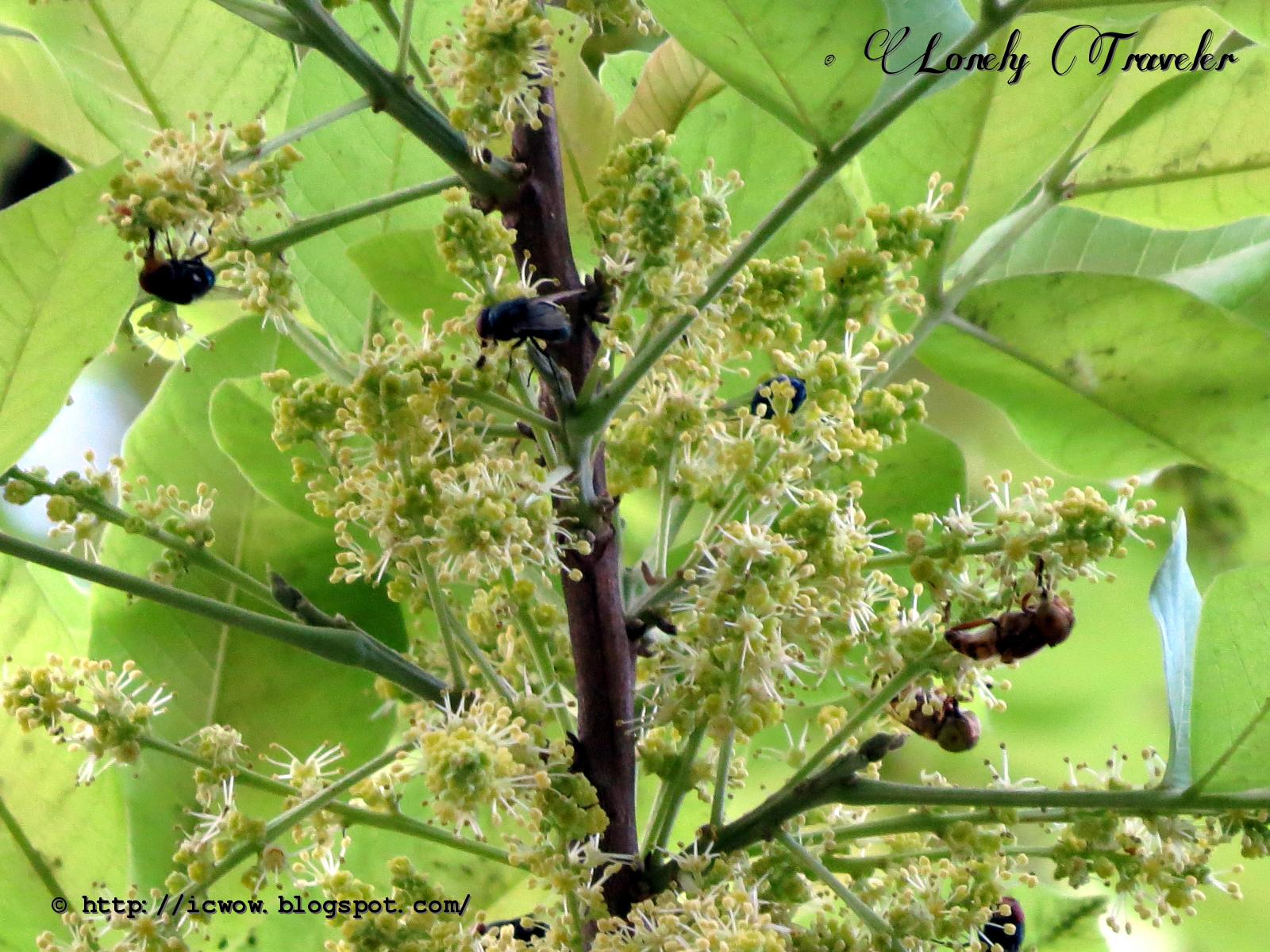 Ceylon oak (কুসুম গাছ) - Schleichera oleosa