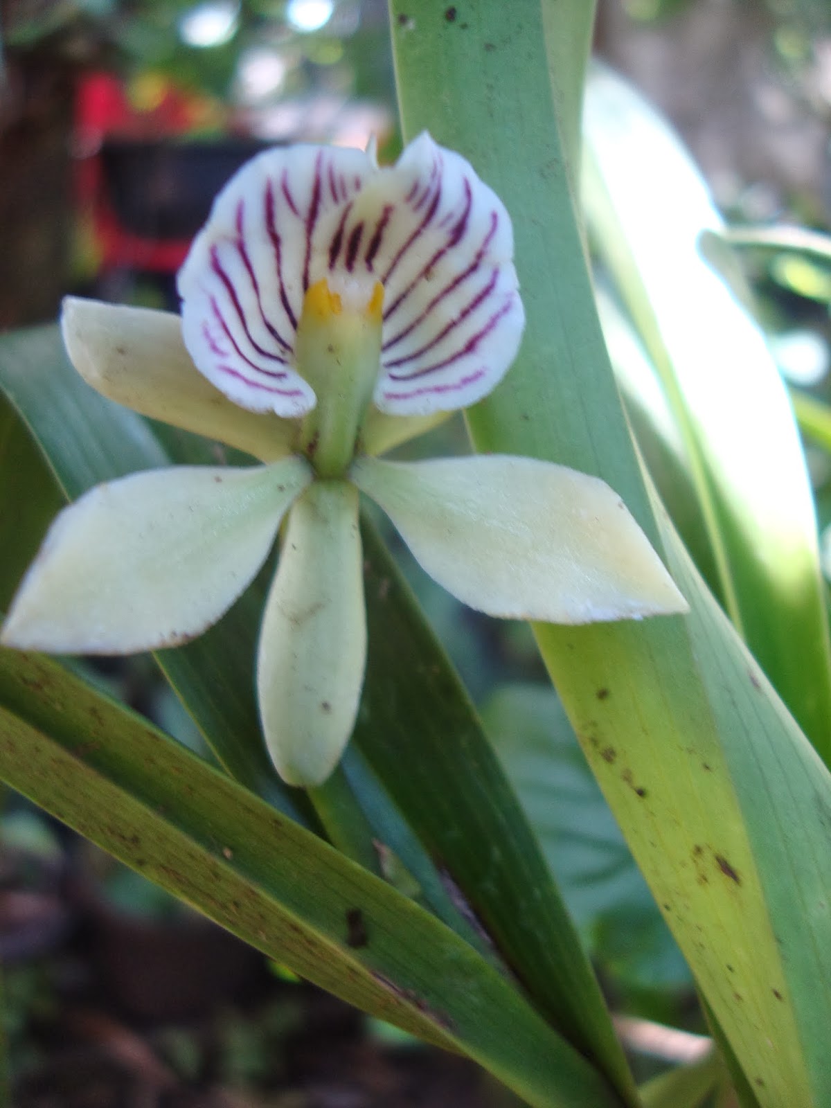 Orquídeas HElid: Prosthechea Radiata / Encyclia Radiata