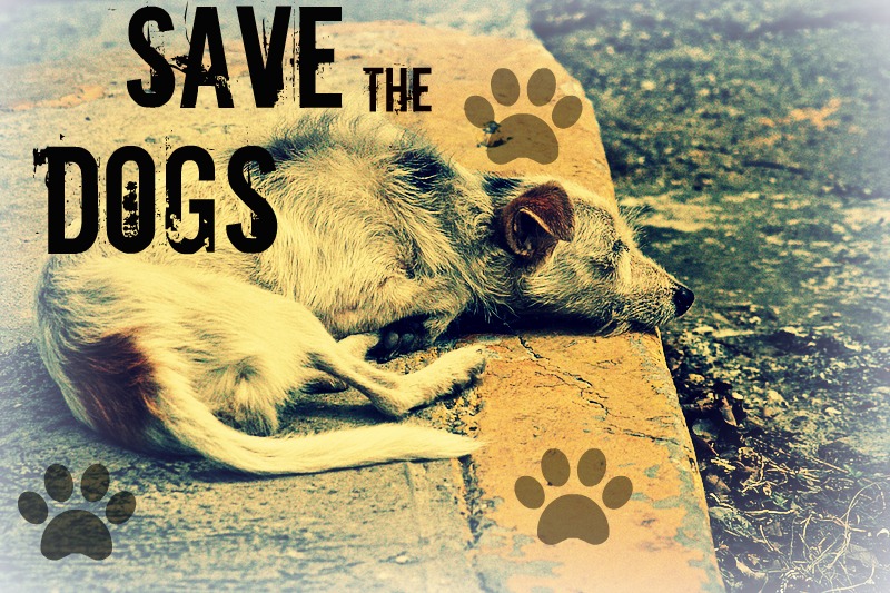 Save the Dogs