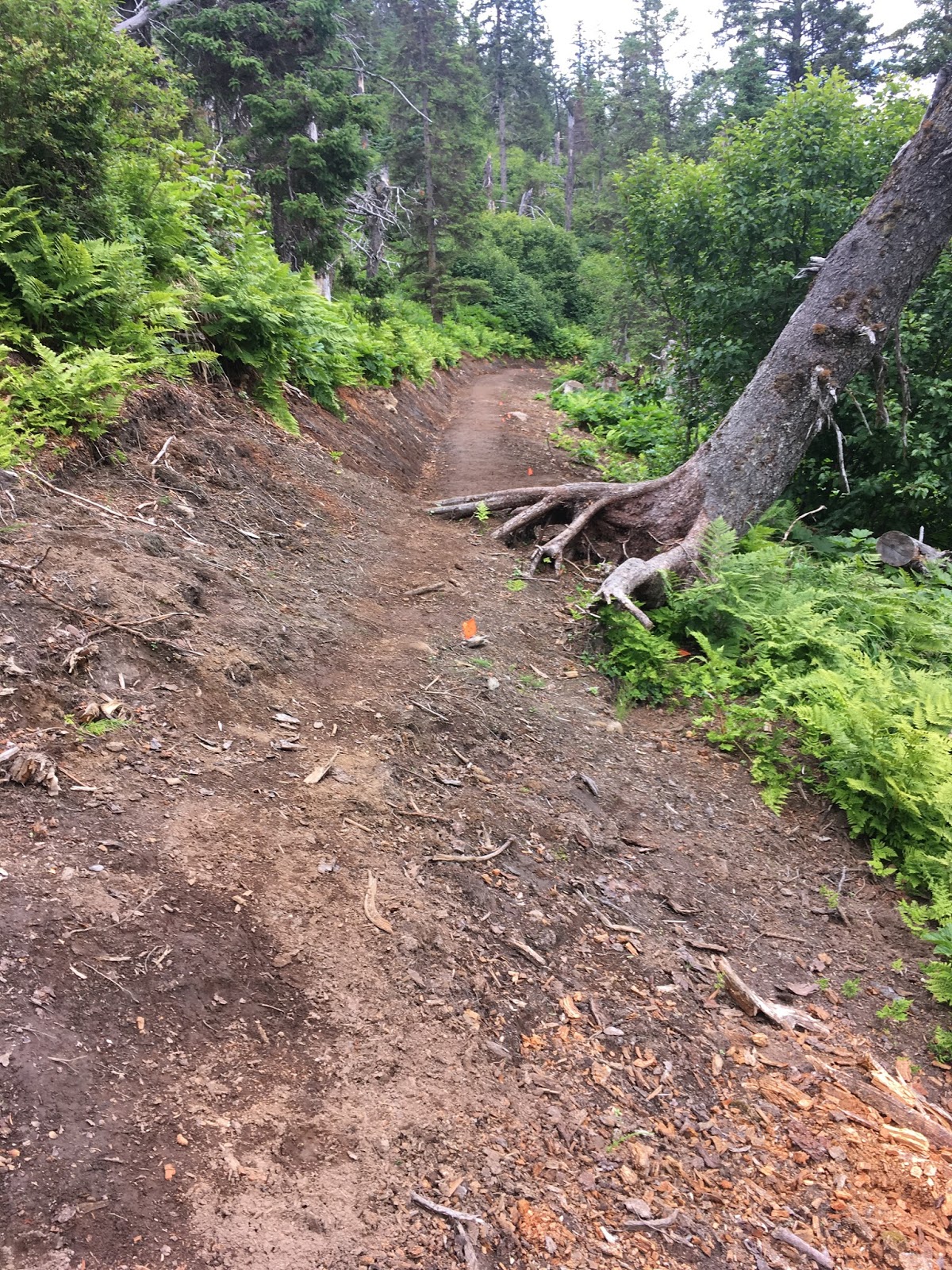 Life in Alaska — A View From Homer: Alpine Ridge Trail