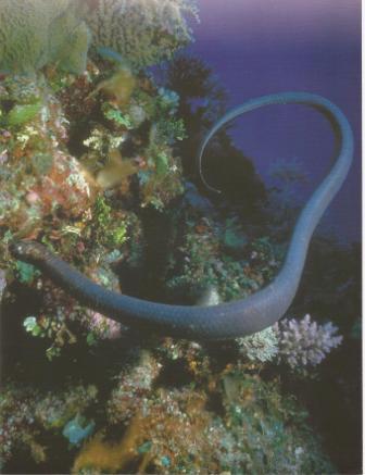 Infinito e Diverso: Serpente Marinha