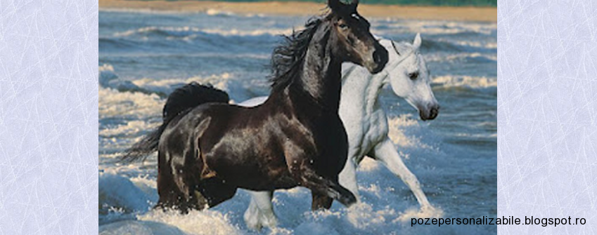 Poze personalizabile !: Cai