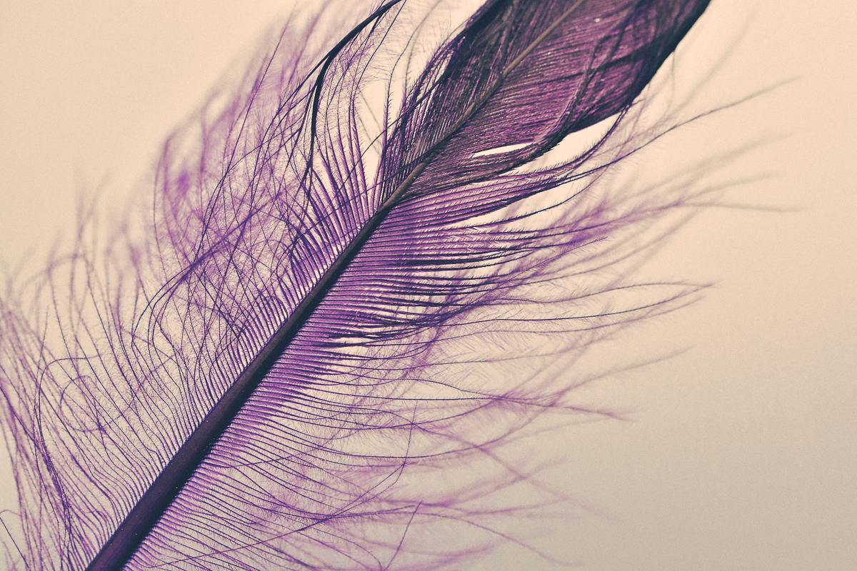 La pose Photo : P18-28 plume