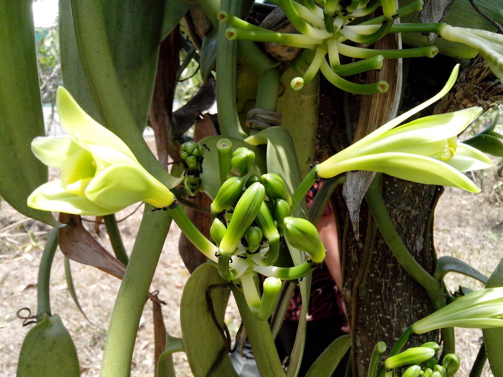 Endah Murniyati's Journey: PANILI : PART 4