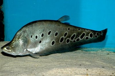 Mengenal Ikan Belida | Alam Indah