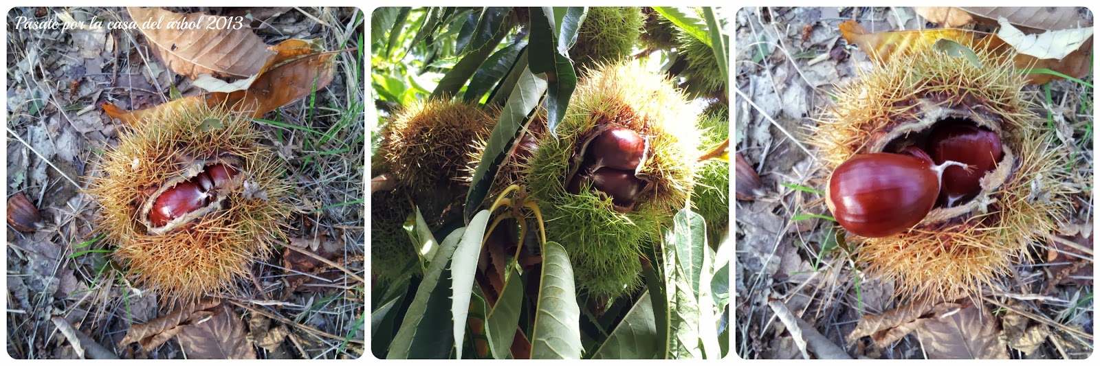 Pásate por la Casa del Árbol: ¡¡ RURALÍZATE