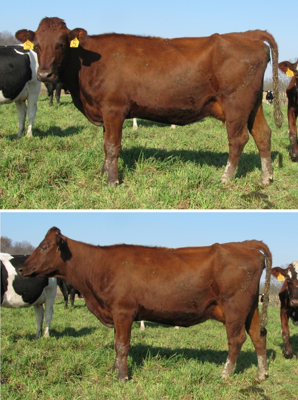 Amazing Grace Dairy: November 2012 Cows for Sale - SOLD (for the most part)