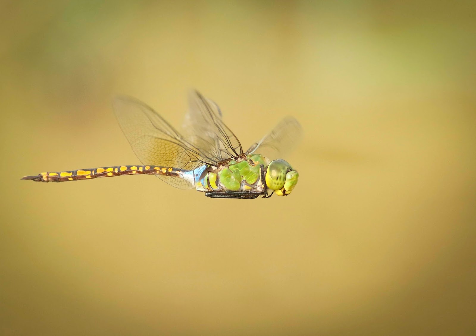 VietOdonata: Anax indicus Lieftinck, 1942