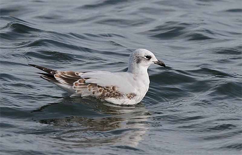 Loop Head Bird Observatory: Mediterranean Gull