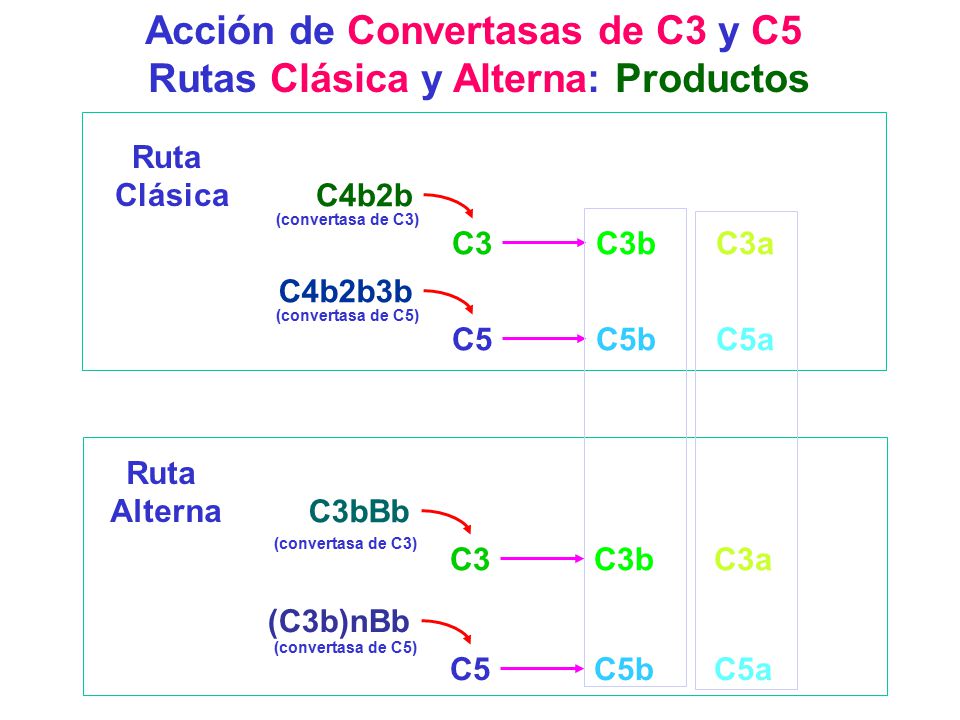 Innmunologia: sistema de complemento