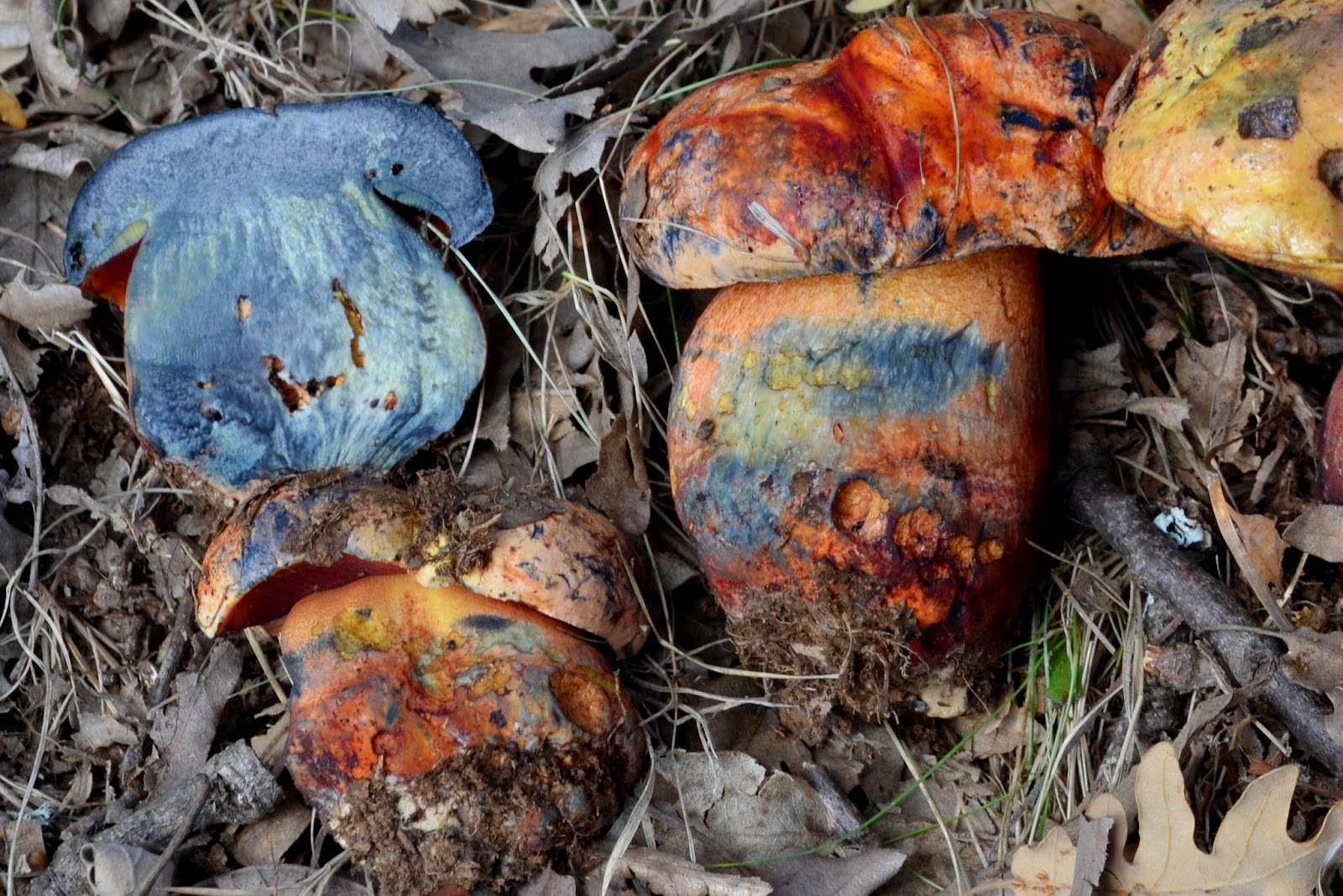 Setas Extremadura : Boletus Purpureus