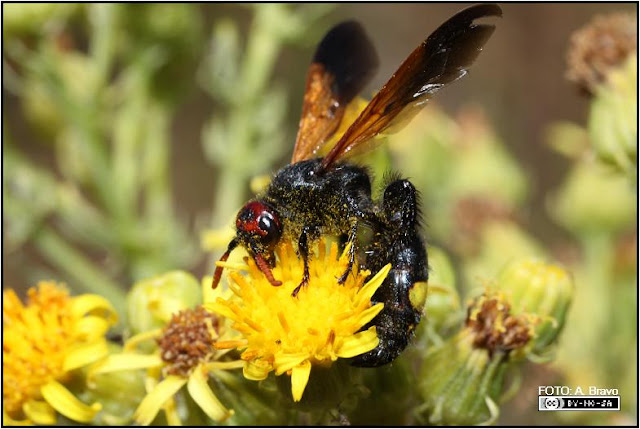 FAUNA AUXILIAR: FAMILIA SCOLIIDAE