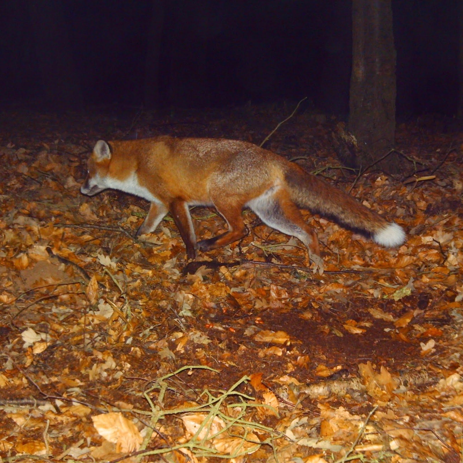 TrogTrogBlog: Night-time trail camera - Fox