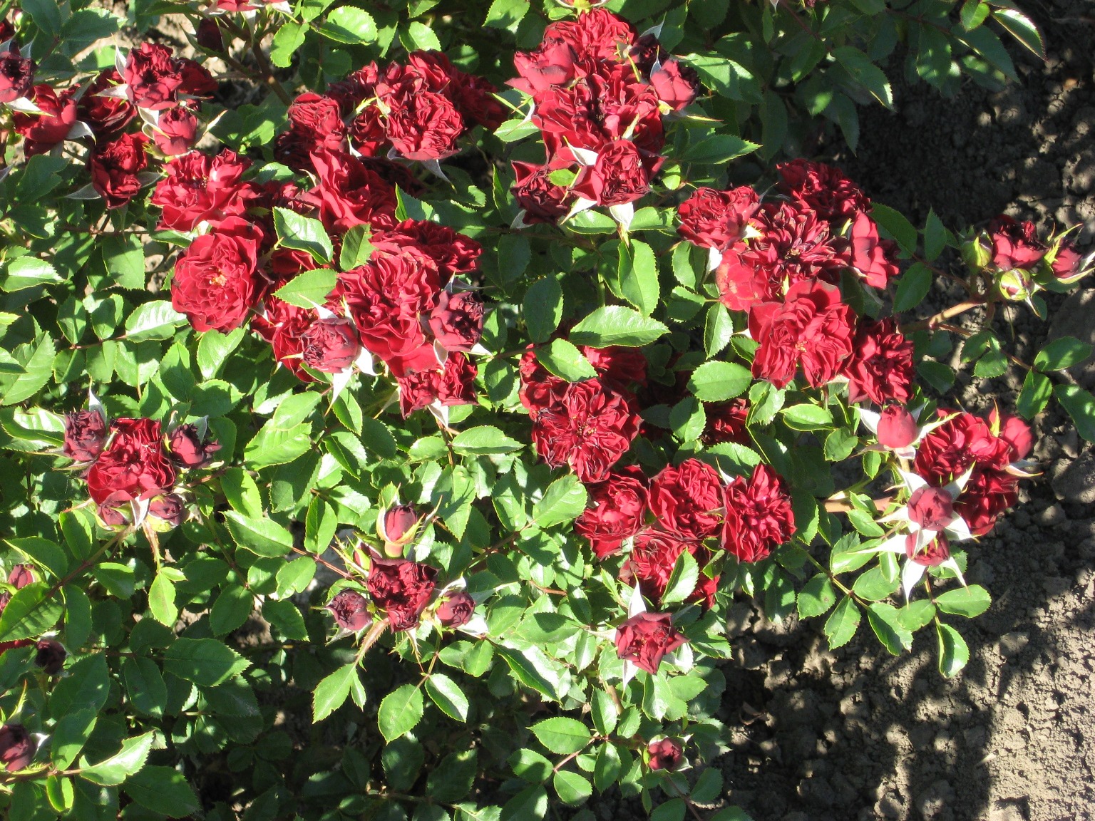 plante import: Articole