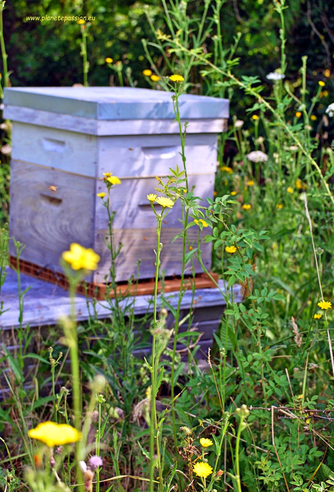 French wildlife and beekeeping: Asian Hornets in a Bee hive