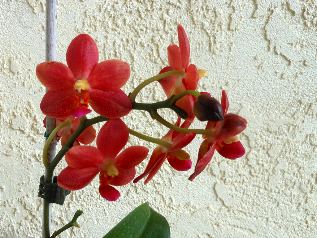 Aerides Designs - Handcrafted Gemstone Jewelry