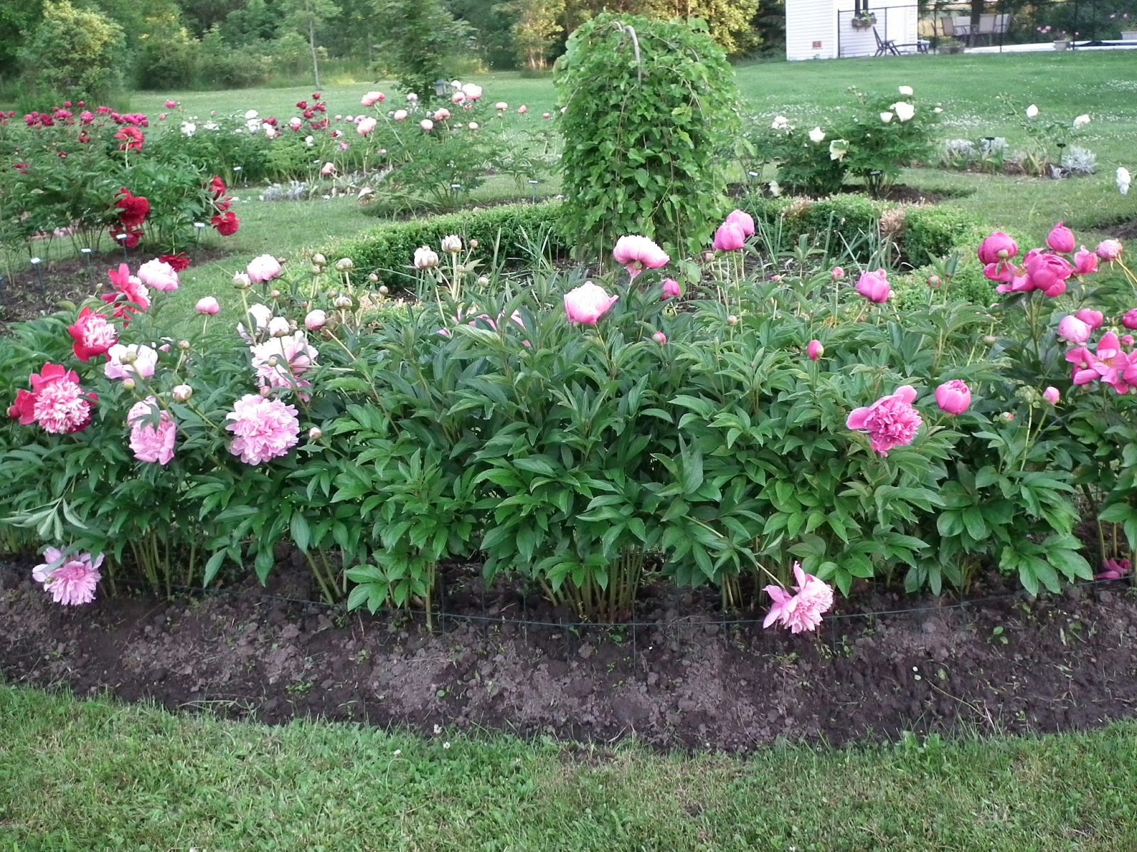 Peonies: Fourth Week of Blooms