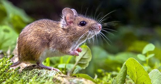 Istimewa 26+ Cara Menggambar Hewan Tikus