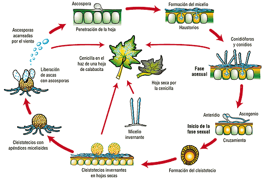 Cenicilla del tomate. (Leveillula taurica).
