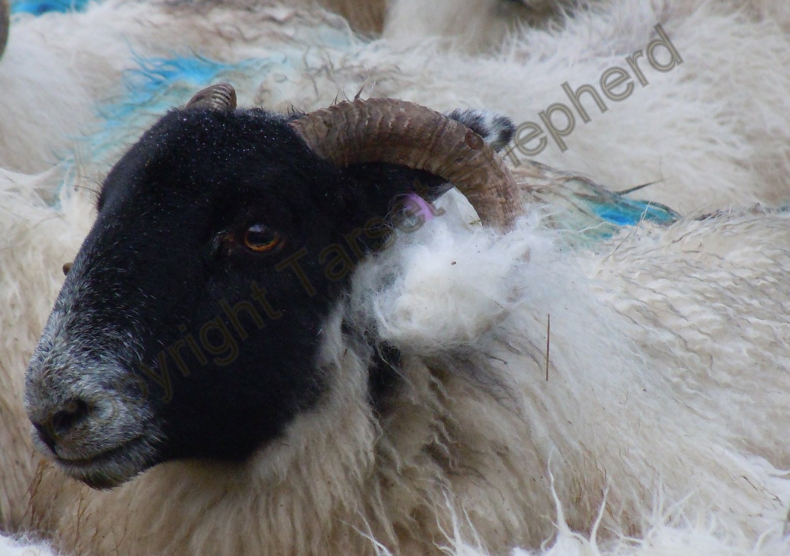 Shepherd's blog: Scraggy, scratchy, itchy sheep