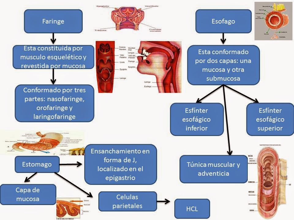 El Blog de Fisiologia de Israel Aramburo Lucas: funciones del aparato ...