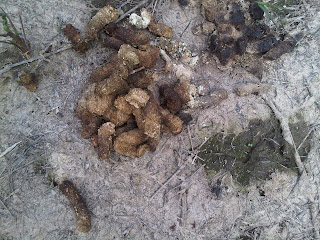 El Tristan: Blogspot: Alien plants & beaver poop