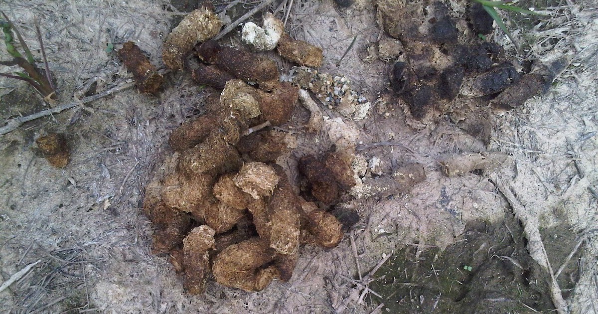 El Tristan: Blogspot: Alien plants & beaver poop