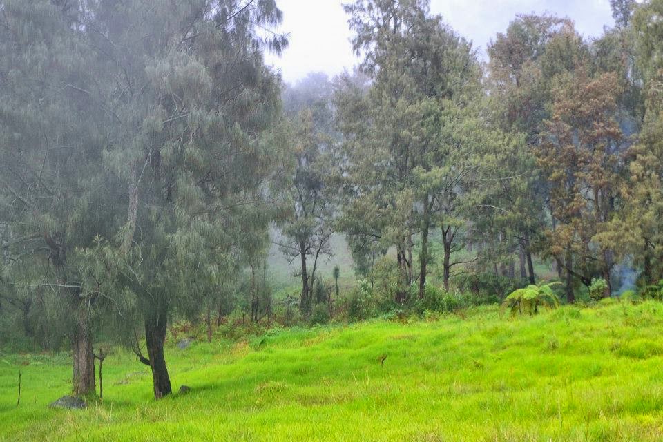 5W + 1H... Cemara Gunung ???? - INDONESIAN EAGLE