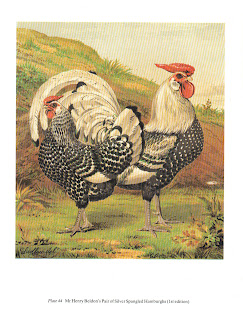 The Official PoultryBookstore.com Blog: Spangled Barnevelders